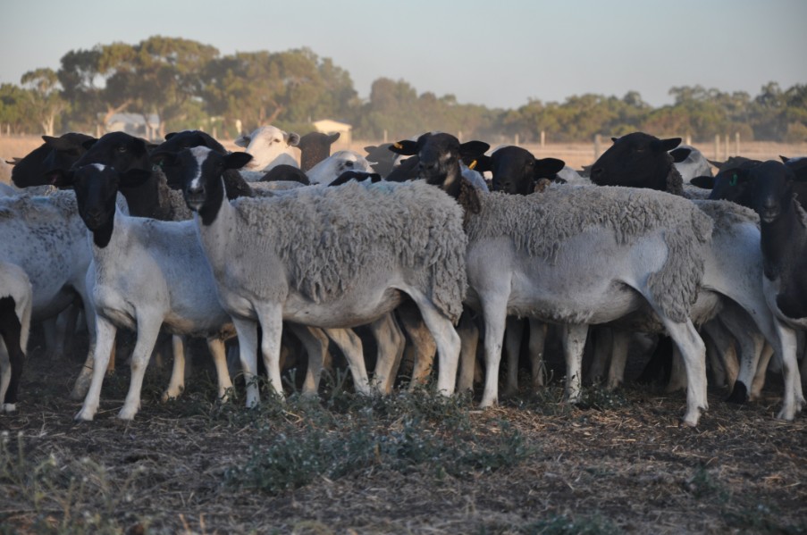 Lot 423 - 241 Station Mated Ewes & 57 Lambs | AuctionsPlus