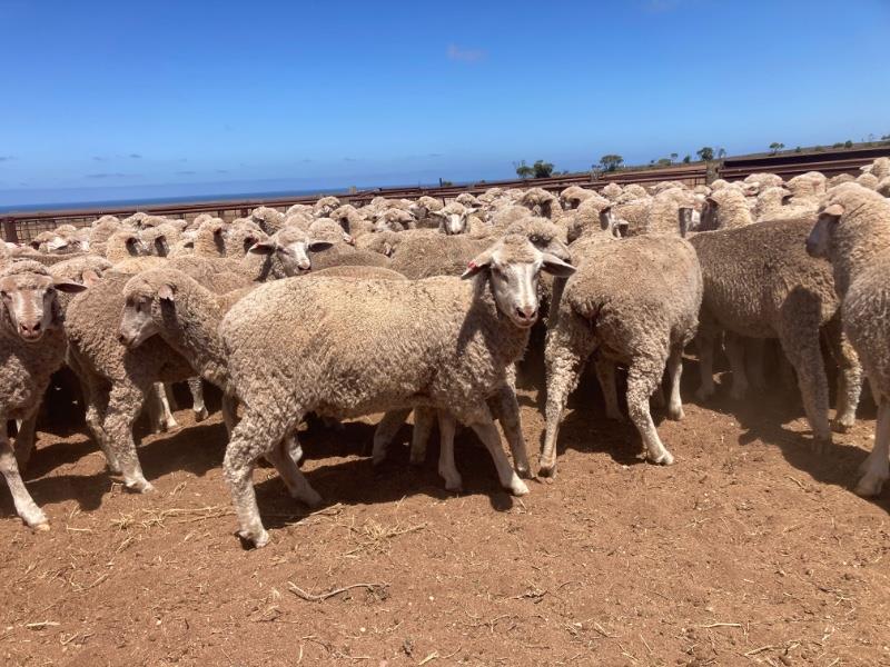 Lot 408 - 324 Future Breeder Ewe Lambs | AuctionsPlus