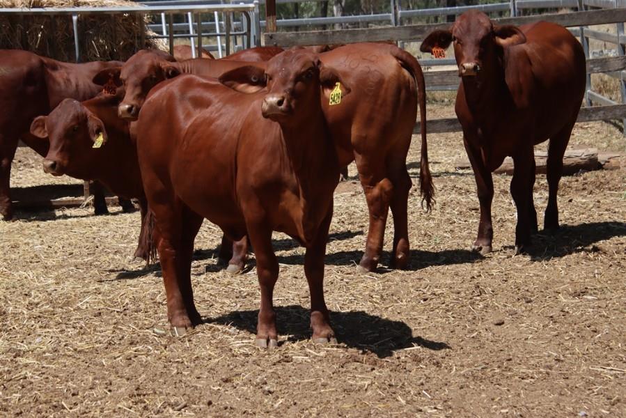 Lot 513 - 6 NSM Future Breeders | AuctionsPlus