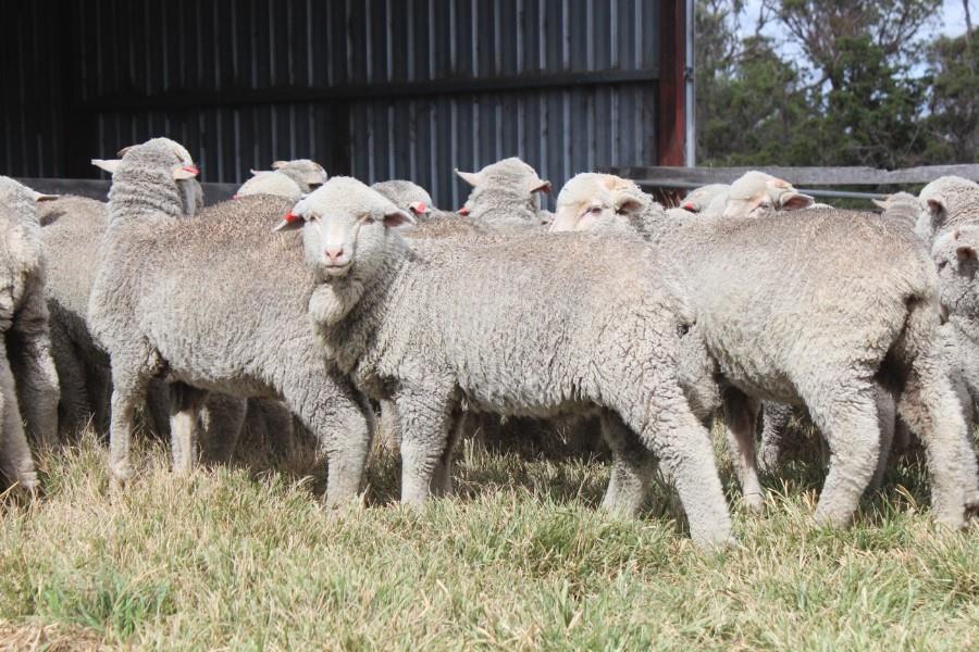 Lot 102 - 365 Woolgrower Wether Lambs | AuctionsPlus