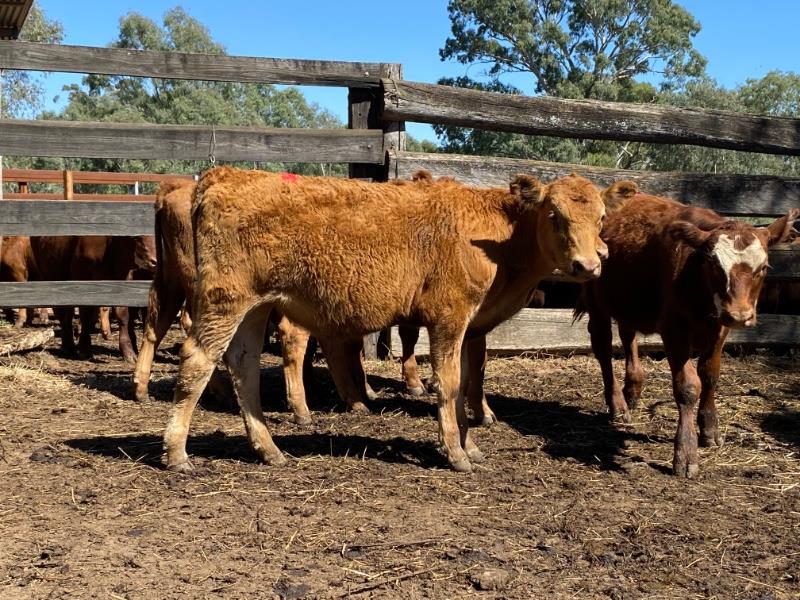Lot 678 - 10 Weaned Steers | AuctionsPlus