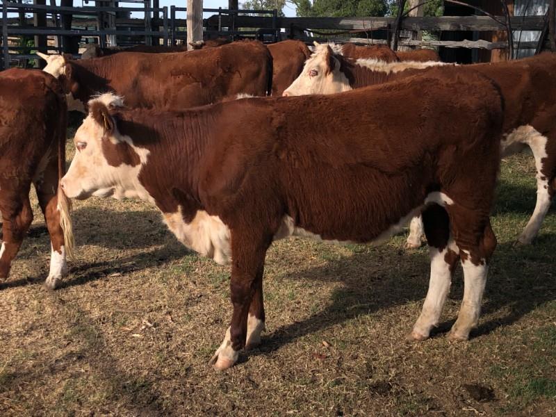 Lot 588 - 12 NSM Future Breeders | AuctionsPlus