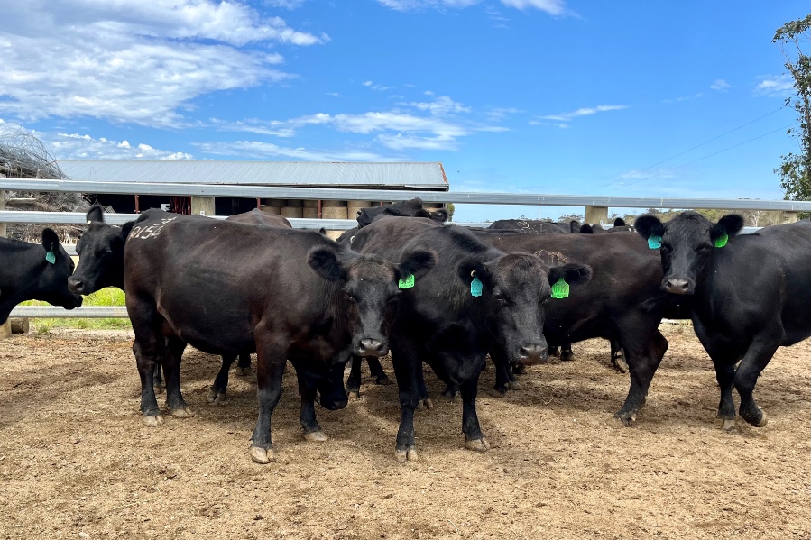 Lot 919 - 13 PTIC Cows & 13 Calves | AuctionsPlus