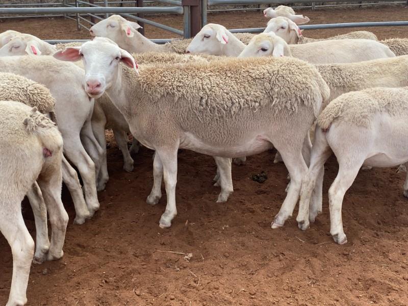 Pen 53 - 20 Future Breeder Ewe Lambs | AuctionsPlus