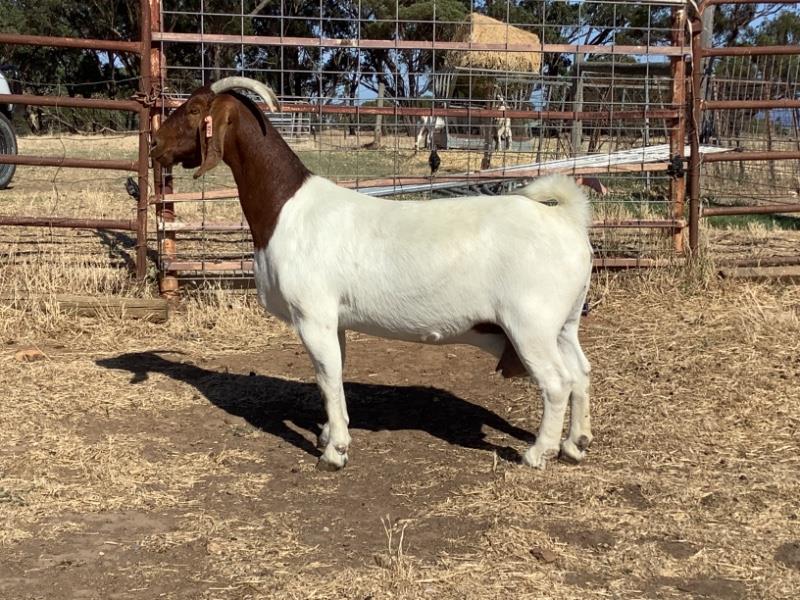 Lot 974 - 1 Goat - Doe | AuctionsPlus