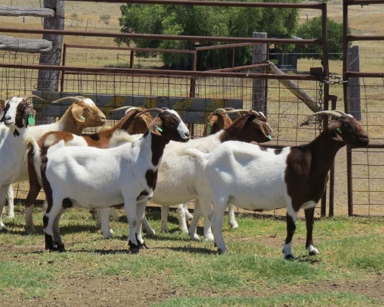 Lot 957 - 17 Goats - Does | AuctionsPlus