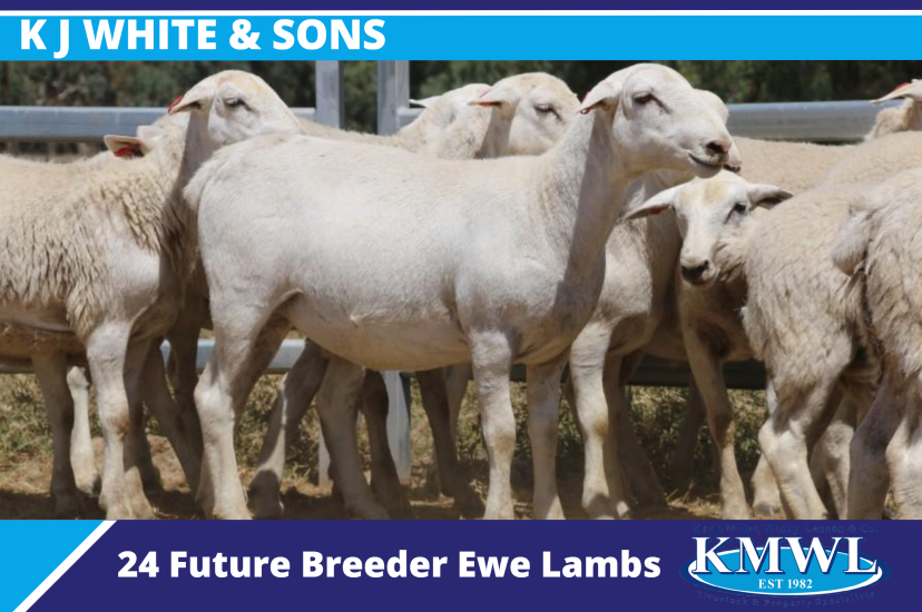Lot 548 - 24 Future Breeder Ewe Lambs | AuctionsPlus