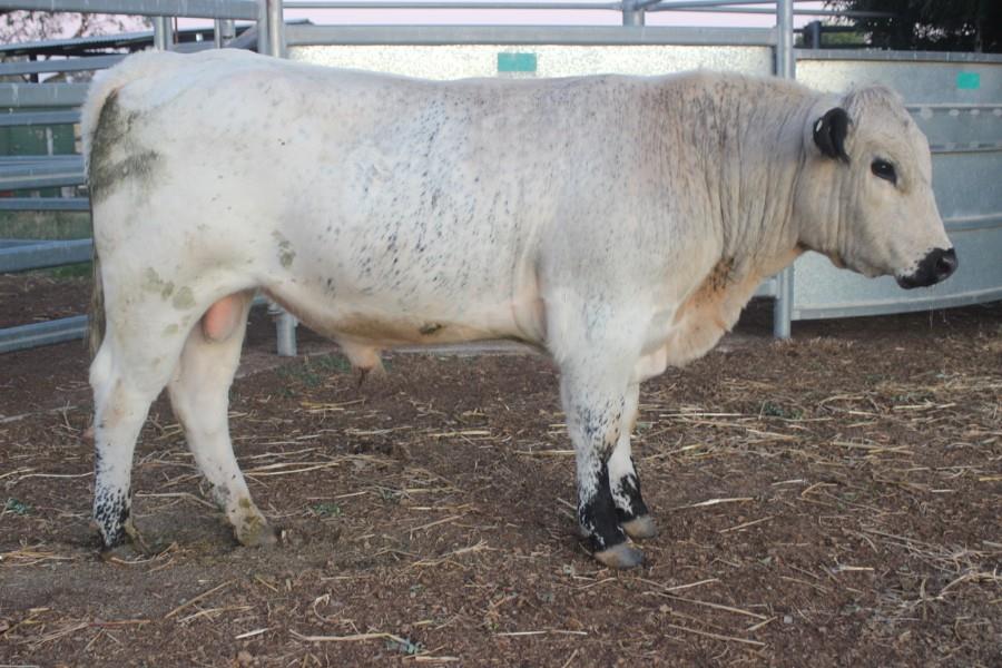 Lot 15 - 1 Stud Bull | AuctionsPlus