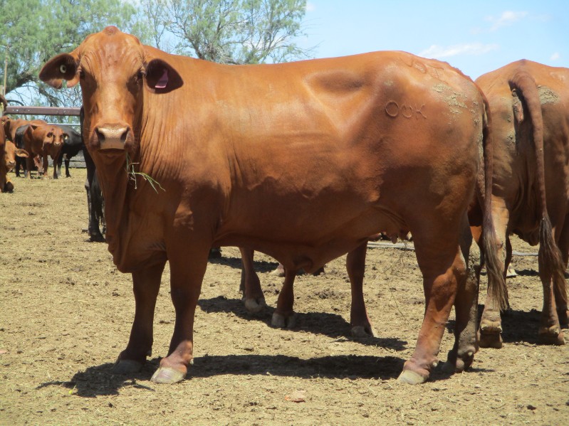 Lot 100 - 151 Station Mated Cows & 140 Calves | AuctionsPlus