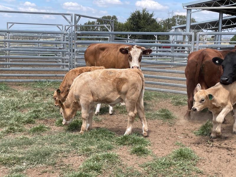 Lot 802 - 7 Station Mated Cows & 7 Calves | AuctionsPlus