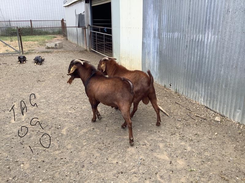 Lot 950 - 2 Stud Bucks | AuctionsPlus