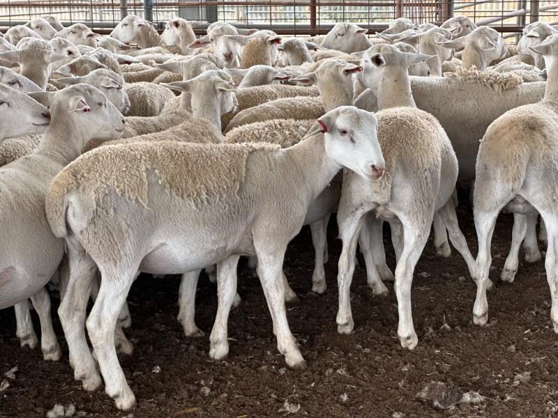 Lot 897 - 100 Future Breeder Ewe Lambs | AuctionsPlus
