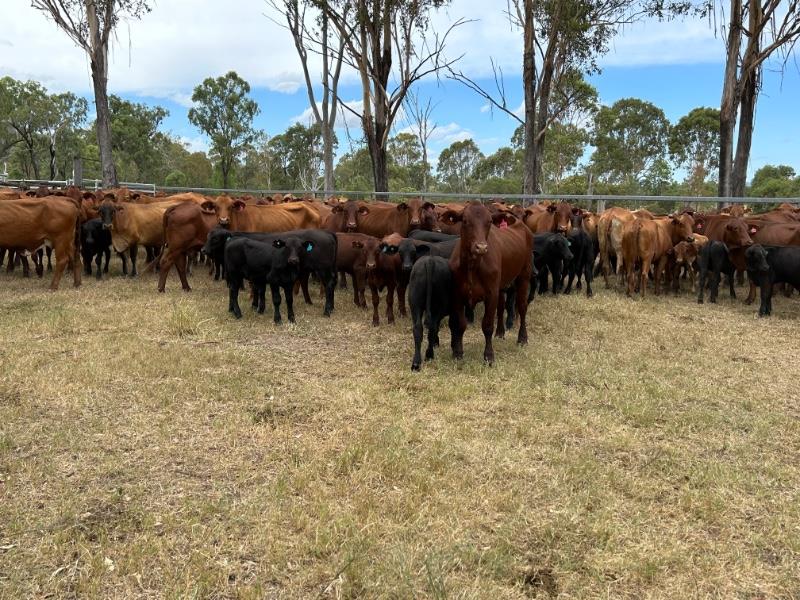 Lot 115 - 85 NSM Cows & 86 Calves | AuctionsPlus
