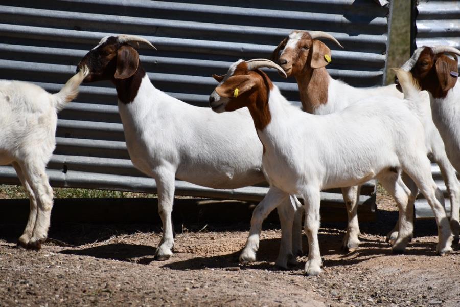 Lot 998 - 11 Goats - Does | AuctionsPlus