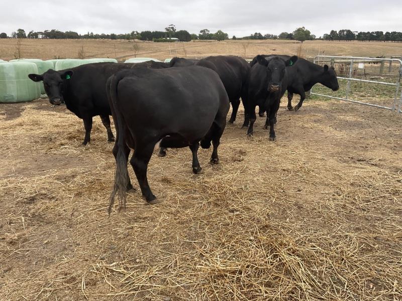 Lot 917 - 7 Station Mated Cows & 7 Calves | AuctionsPlus