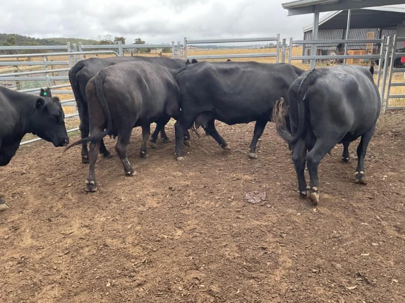 Lot 918 - 6 Station Mated Cows & 6 Calves | AuctionsPlus