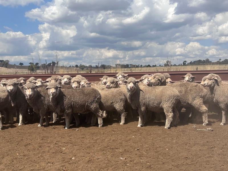 Lot 700 - 270 Ewes & Lambs | AuctionsPlus