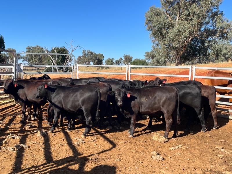 Lot 244 - 20 Unweaned Steers | AuctionsPlus