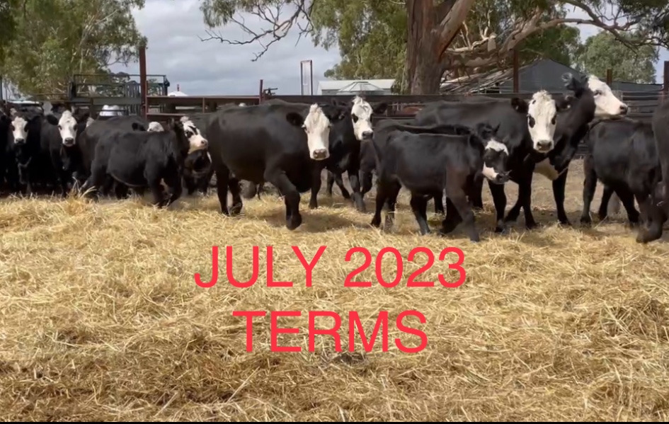 Lot 969 - 24 Heifers & 24 Calves | AuctionsPlus