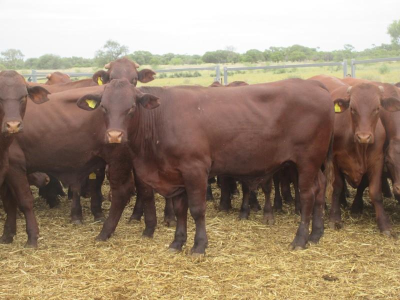 Lot 560 - 115 Backgrounder Steers | AuctionsPlus