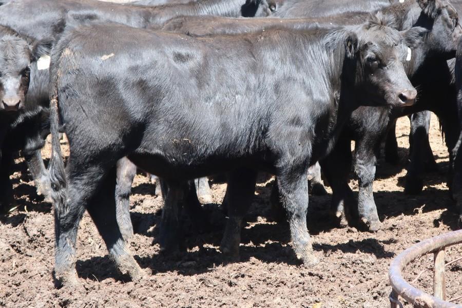 Lot 647 - 57 Unweaned Steers | AuctionsPlus