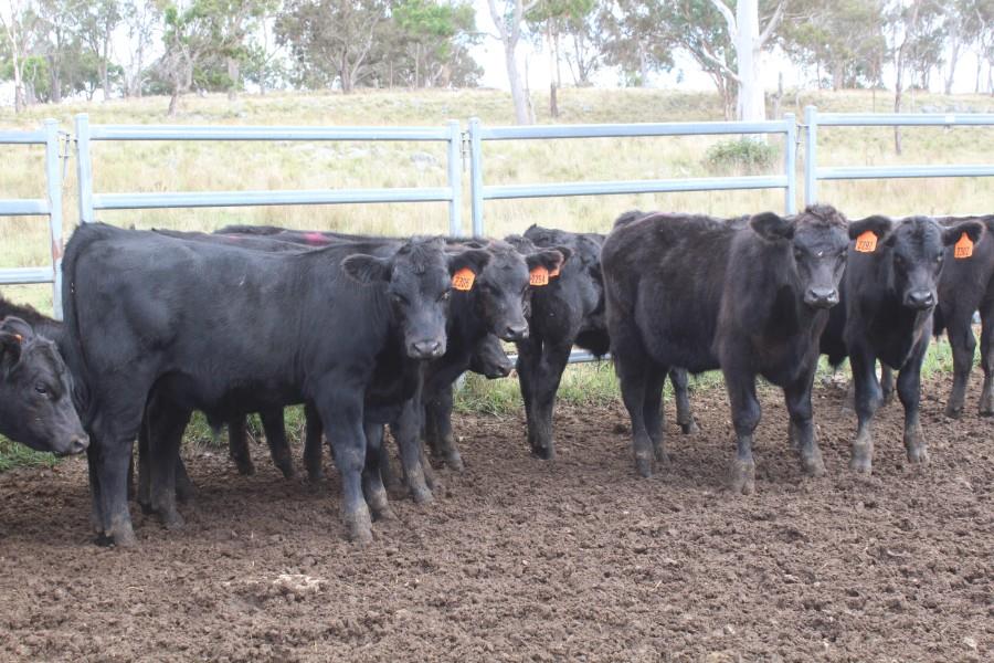 Lot 623 - 16 Unweaned Steers | AuctionsPlus