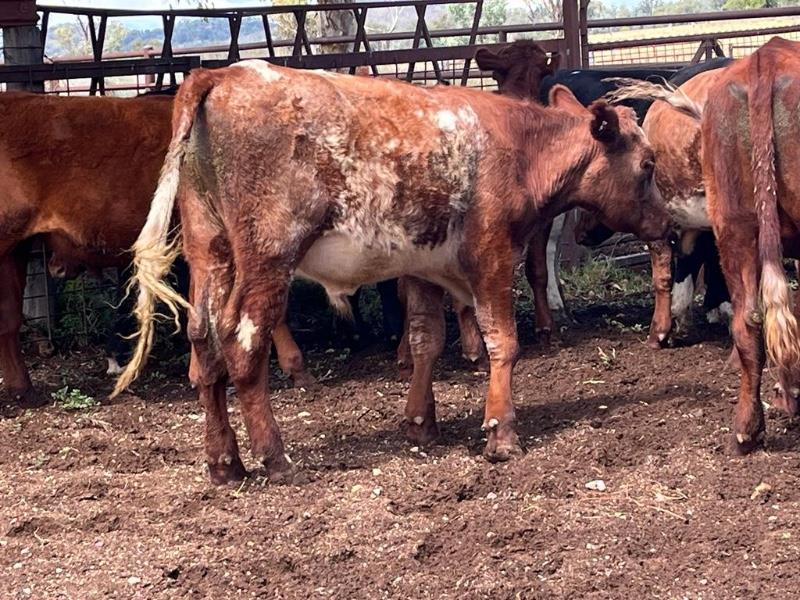 Lot 640 - 28 Yearling Steers | AuctionsPlus