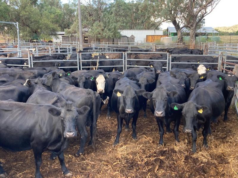 Lot 871 - 43 PTIC Cows | AuctionsPlus