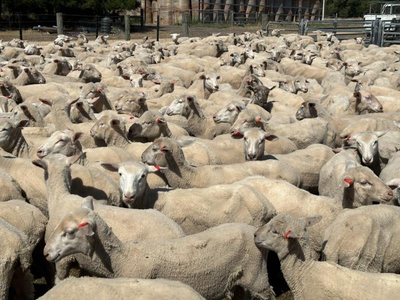 Lot 197 440 Mixed Sex Lambs Auctionsplus