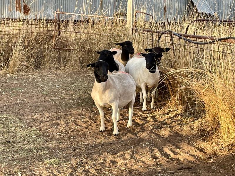 Lot 2 - 5 Station Mated Ewes | AuctionsPlus