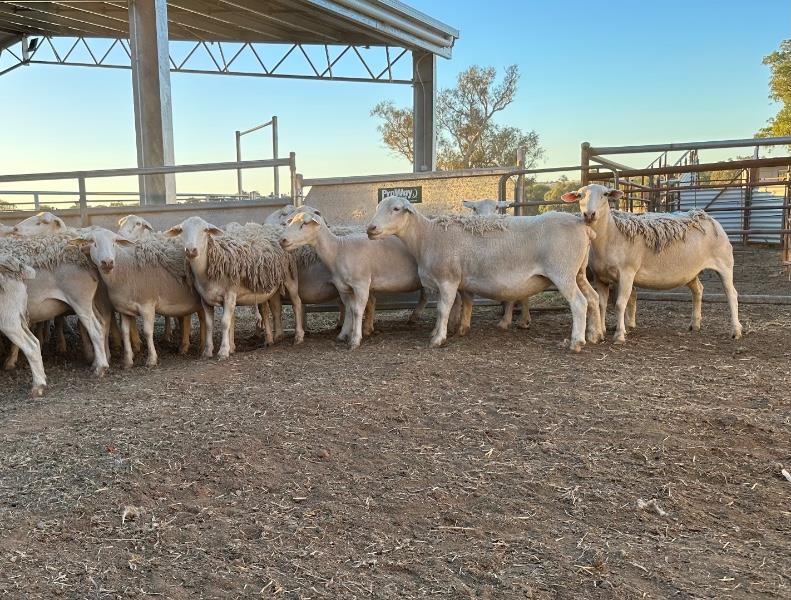 Lot 348 - 78 SIL Ewes | AuctionsPlus