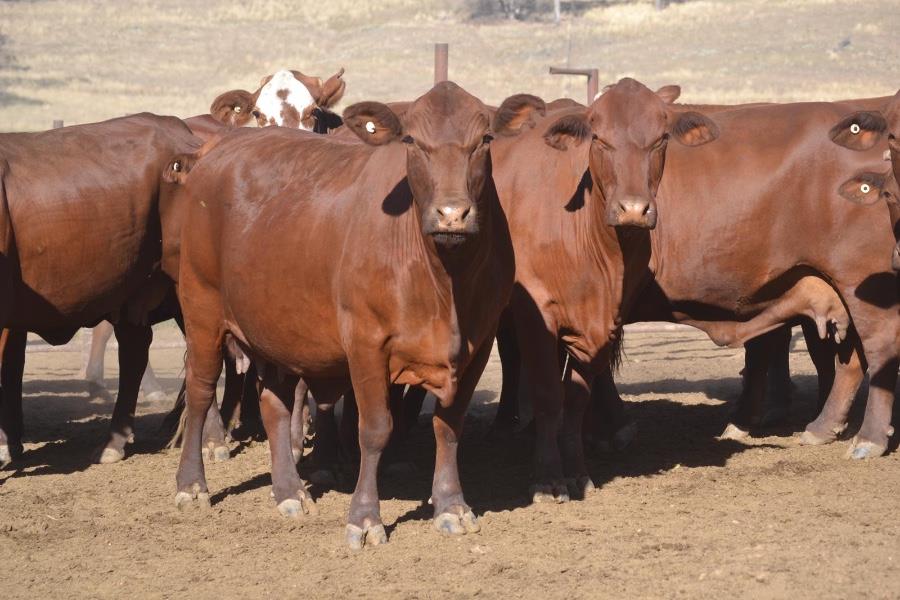 Lot 378 - 48 Station Mated Cows & 48 Calves | AuctionsPlus