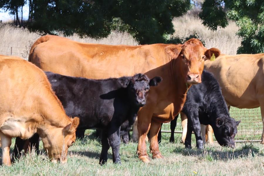 Lot 57 - 7 PTIC Cows & 7 Calves | AuctionsPlus
