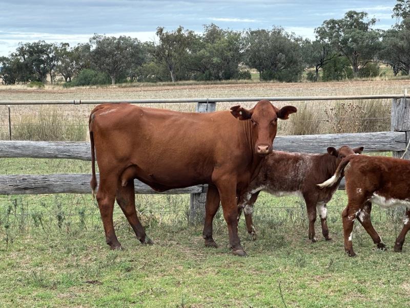 Lot 66 - 18 NSM Cows & 18 Calves | AuctionsPlus