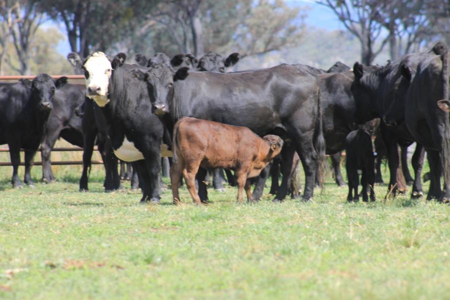 Lot 62 - 33 Station Mated Cows & 7 Calves | AuctionsPlus