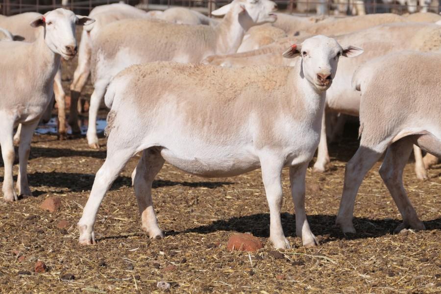 Pen 15 - 164 Station Mated Ewes | AuctionsPlus