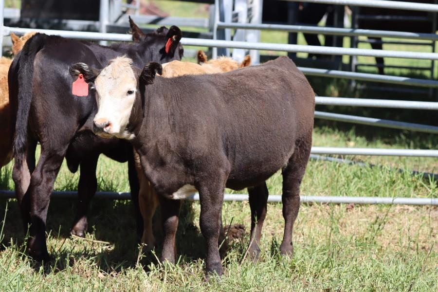 Lot 29 - 8 Unweaned Heifers | AuctionsPlus