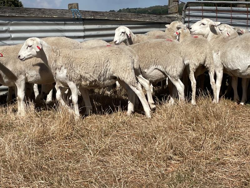 Lot 158 - 30 Wether Lambs | AuctionsPlus