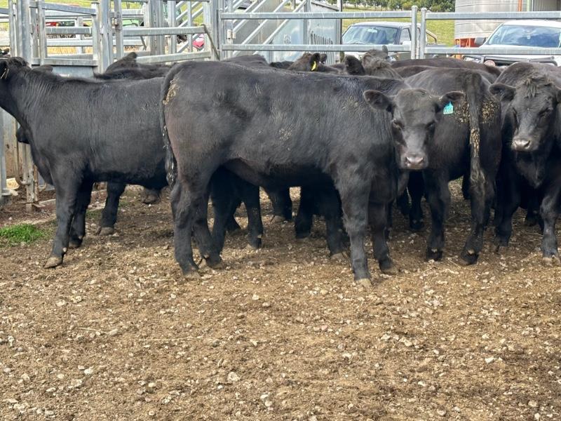 Lot 408 - 18 Weaned Steers | AuctionsPlus