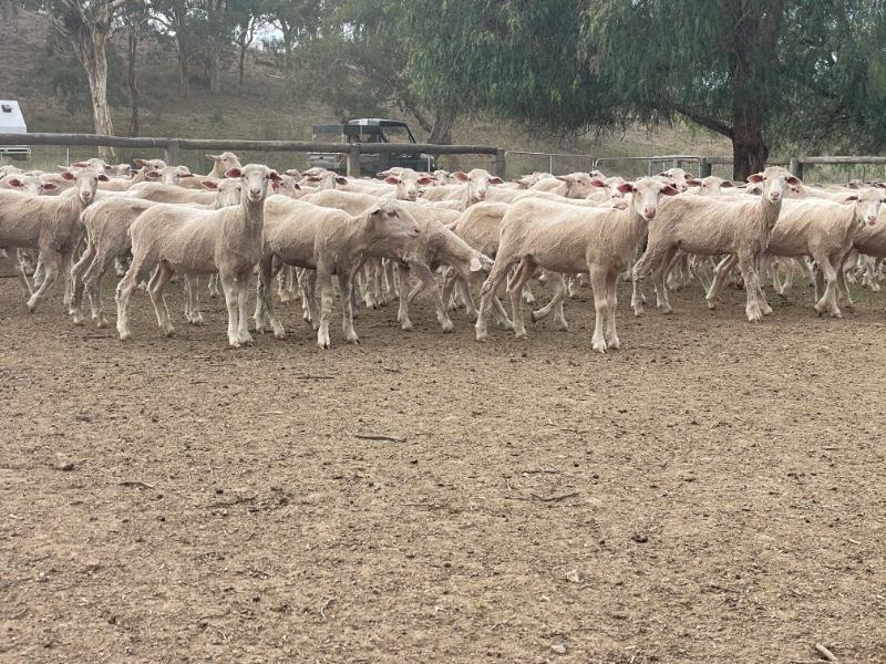 Lot 115 - 550 Future Breeder Ewe Lambs | AuctionsPlus