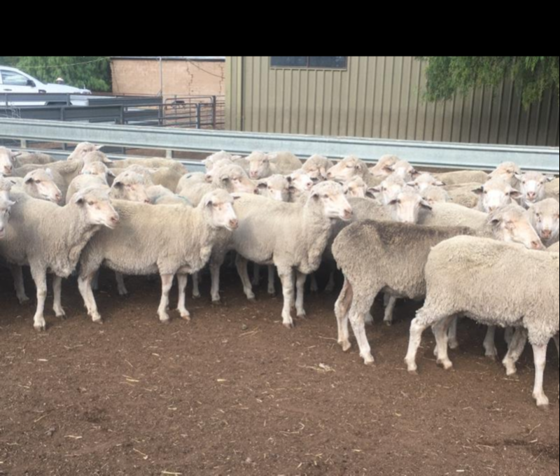 Lot 188 - 326 Station Mated Ewes | AuctionsPlus