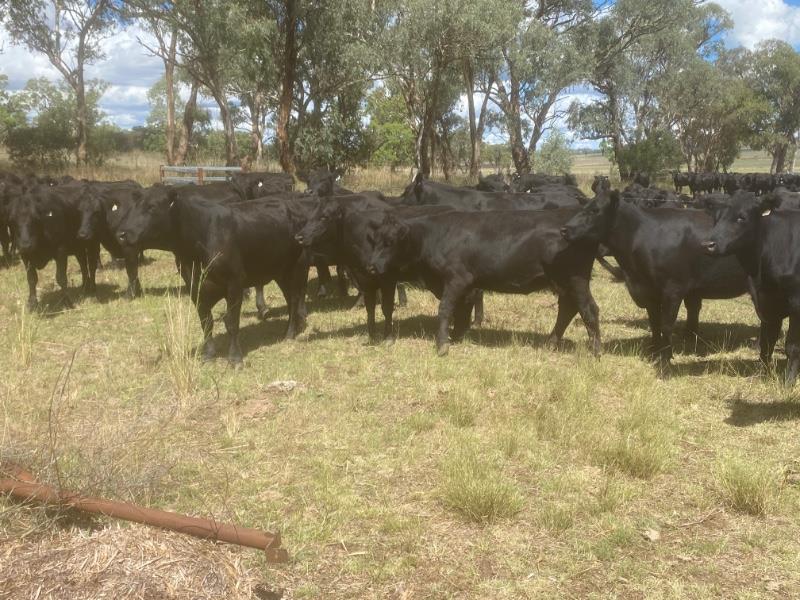 Lot 700 - 58 Station Mated Cows | AuctionsPlus
