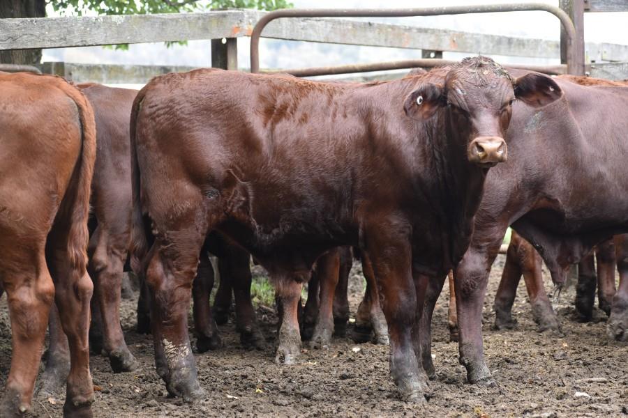 Lot 19 - 44 Unweaned Steers | AuctionsPlus