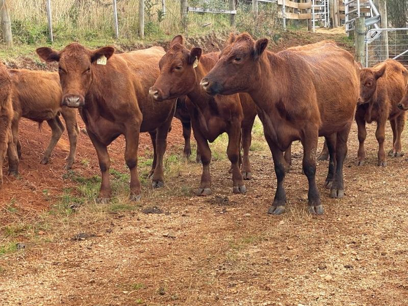 Lot 407 - 7 NSM Cows & 7 Calves | AuctionsPlus
