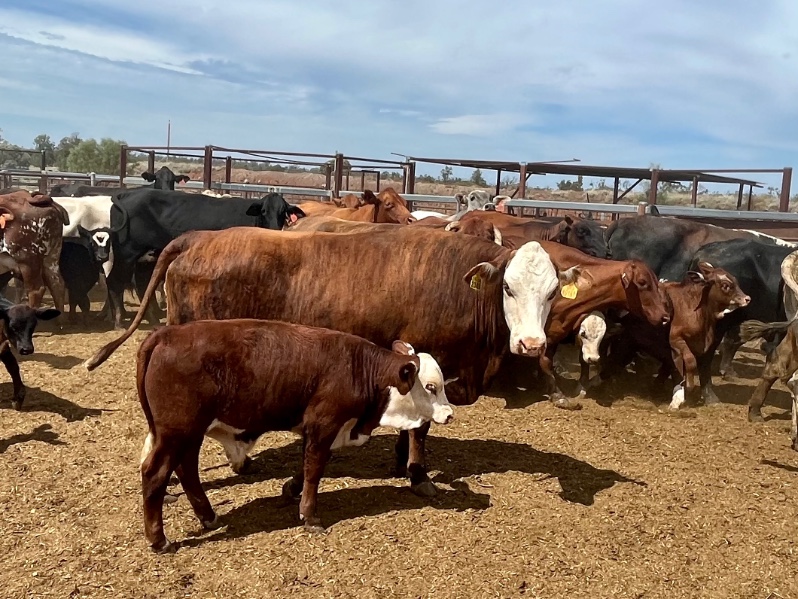 Lot 348 - 71 Station Mated Cows & 73 Calves | AuctionsPlus