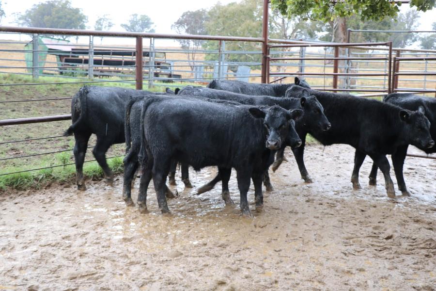 Lot 3 - 14 Unweaned Steers | AuctionsPlus