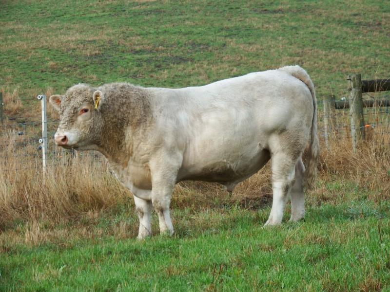 Lot 41 - 1 Stud Bull | AuctionsPlus