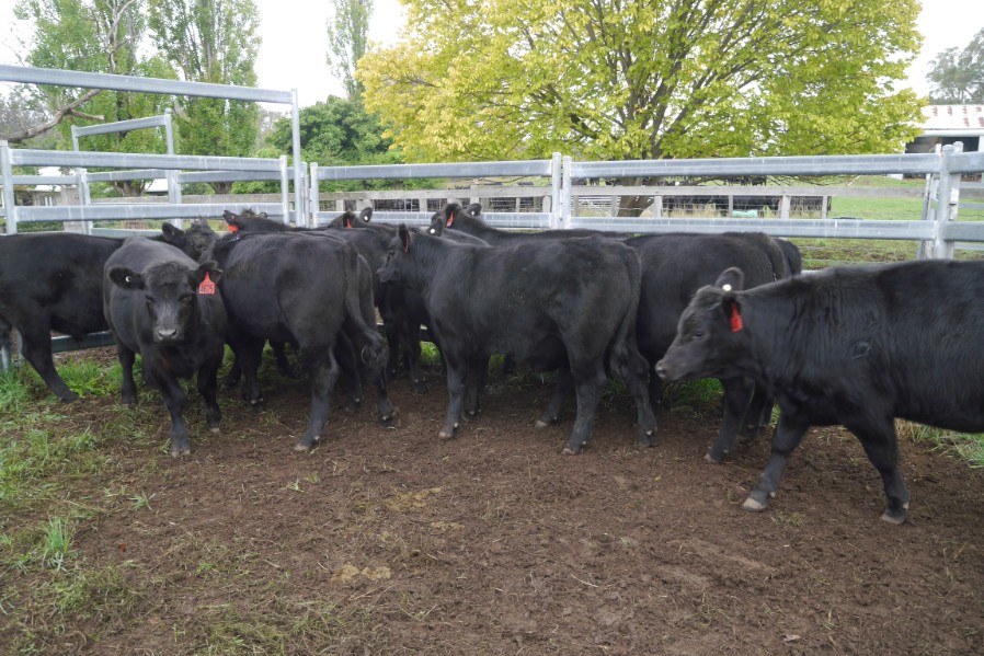 Lot 8 - 90 Steer Calves | AuctionsPlus
