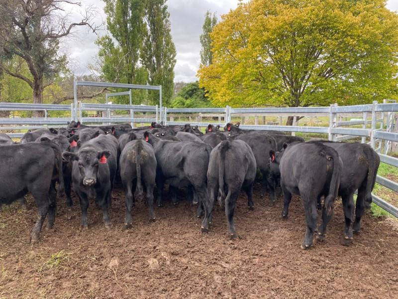 Lot 9 - 62 Steer Calves | AuctionsPlus