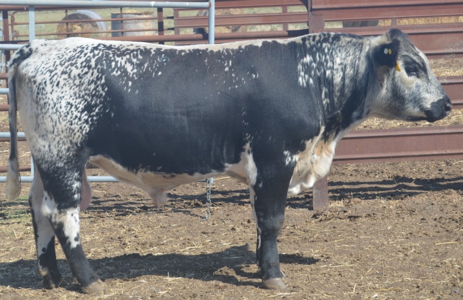 Lot 407 - 1 Stud Bull | AuctionsPlus